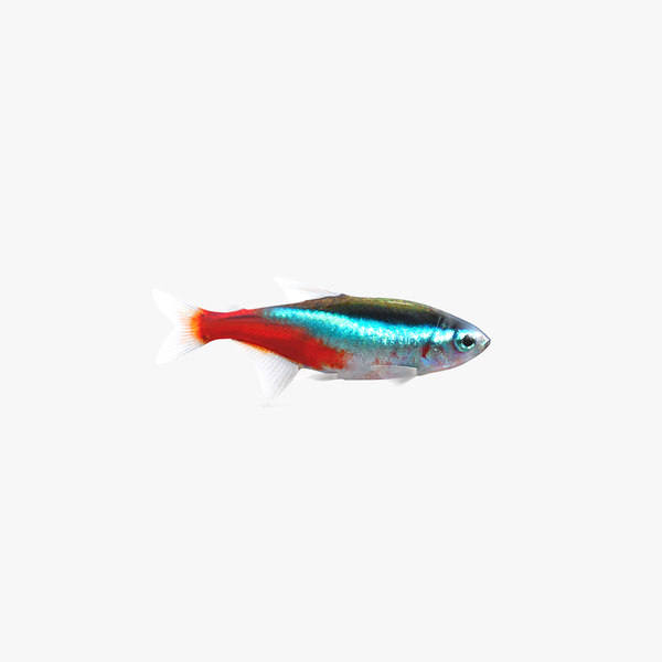 Neonowa ryba Tetra (animowana) Model 3D - TurboSquid 1326595