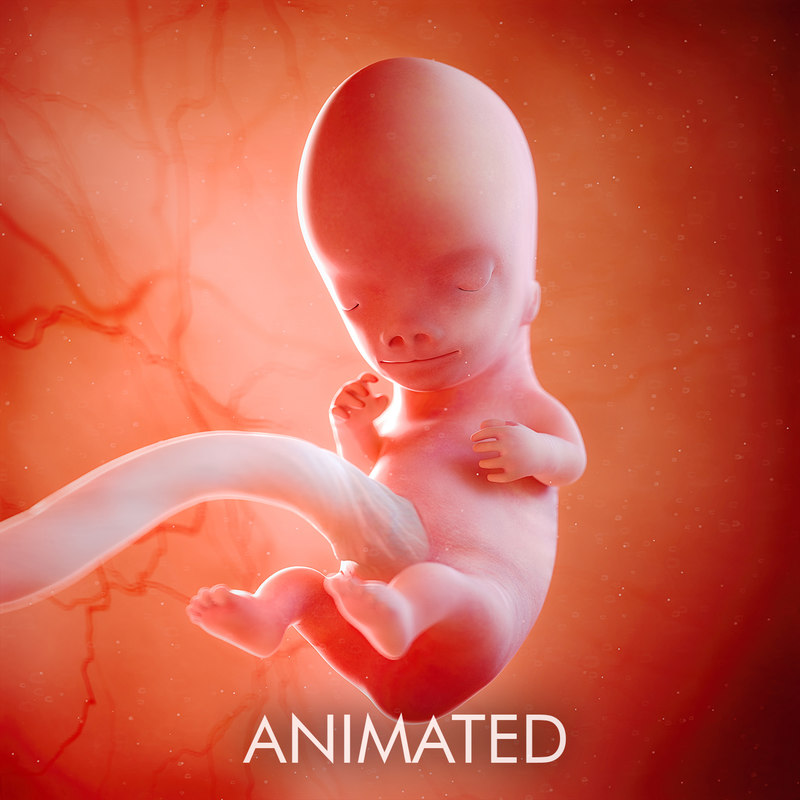Human fetus week 9 3D model - TurboSquid 1326599