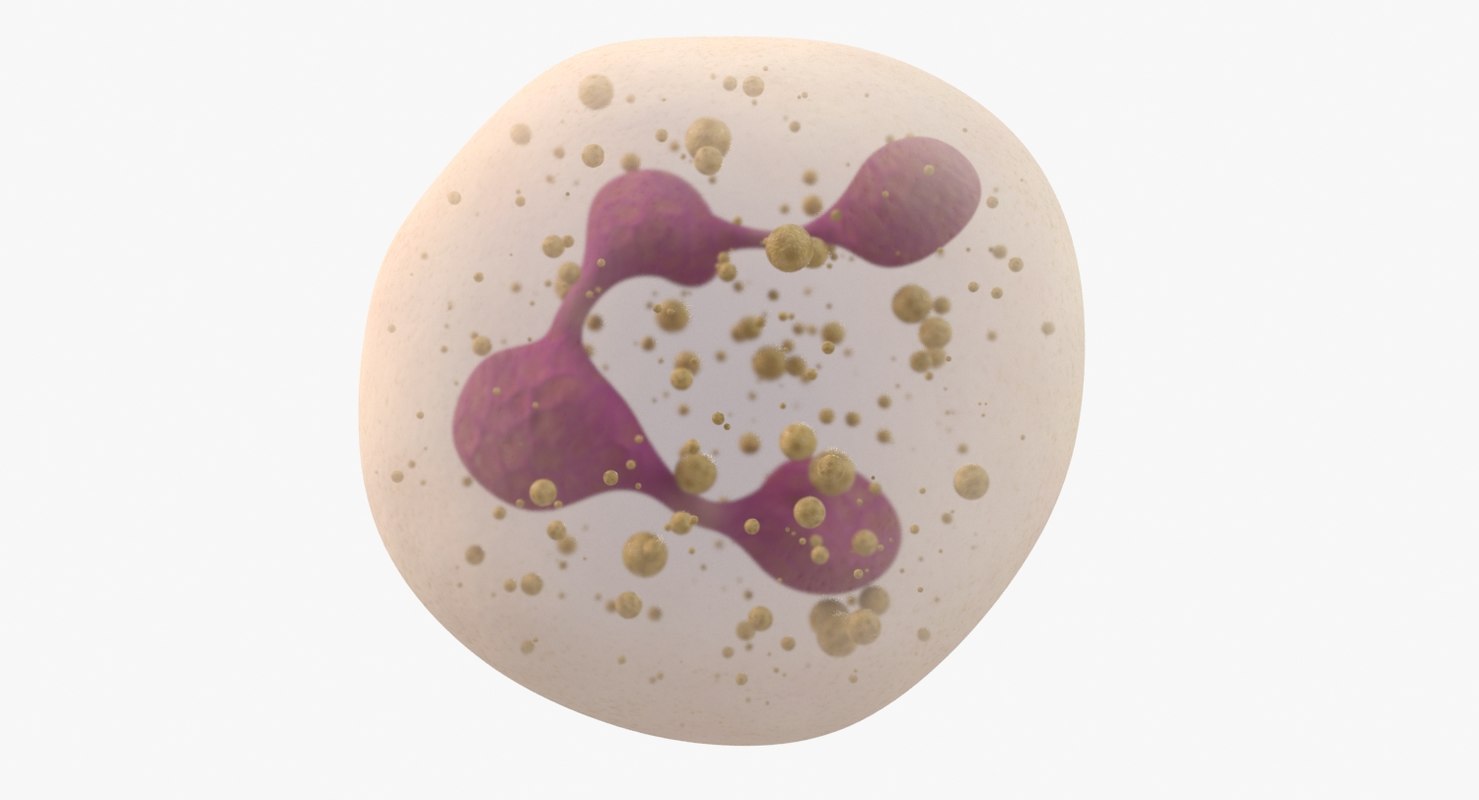 White blood cell neutrophil model - TurboSquid 1326881