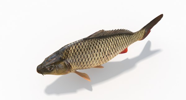 3D european carp animation - TurboSquid 1327226