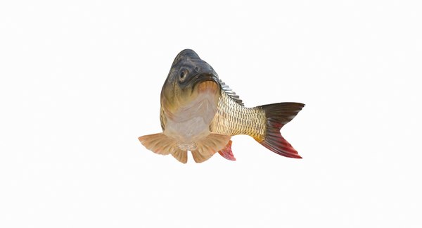 3D european carp animation - TurboSquid 1327226
