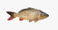 3D european carp animation - TurboSquid 1327226