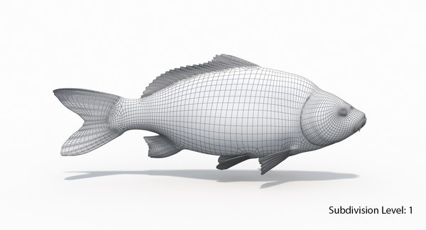 3D european carp animation - TurboSquid 1327226
