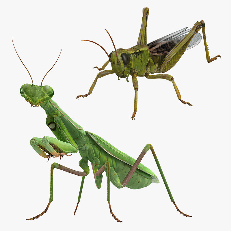 Free 3D grasshopper mantis model - TurboSquid 1327230