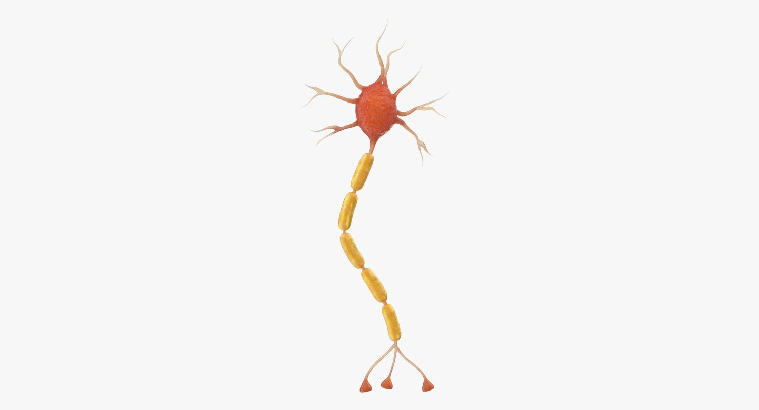 Neuron nerve cell anatomy 3D model - TurboSquid 1327439