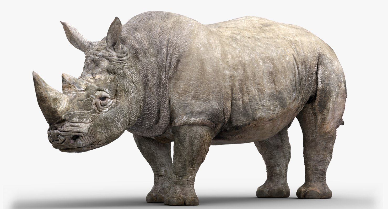 Rhinoceros Rigged 3D Model TurboSquid 1327559
