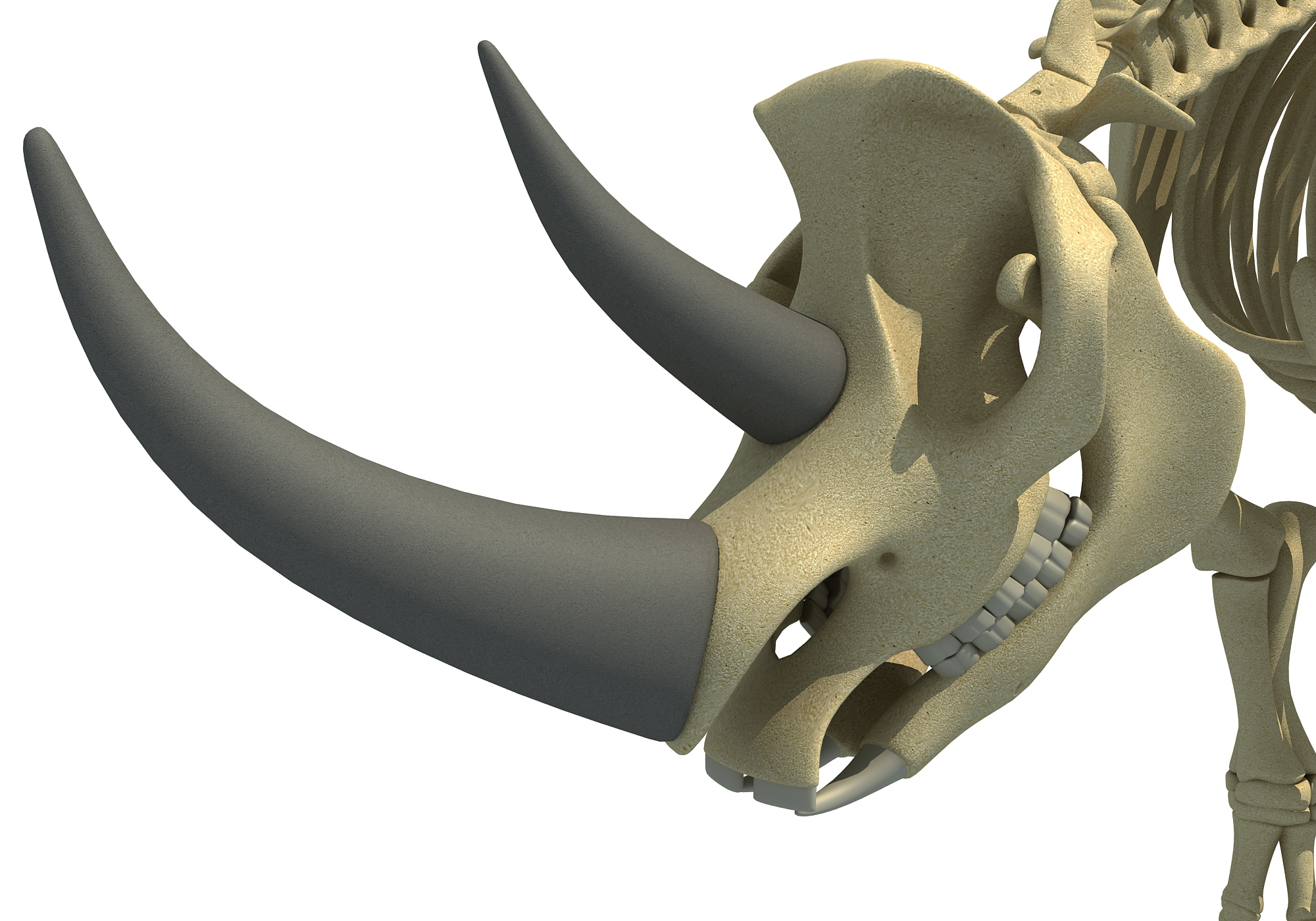 3D rhino skeleton animal - TurboSquid 1327581