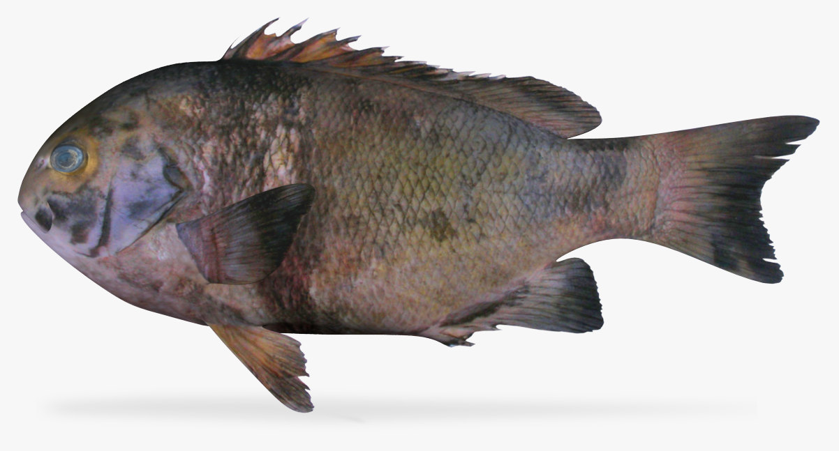 Opaleye3D模型 - TurboSquid 1327926