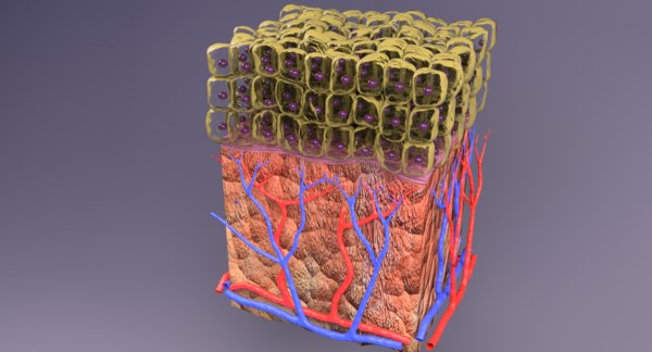 Types skin squamous 3D - TurboSquid 1327934