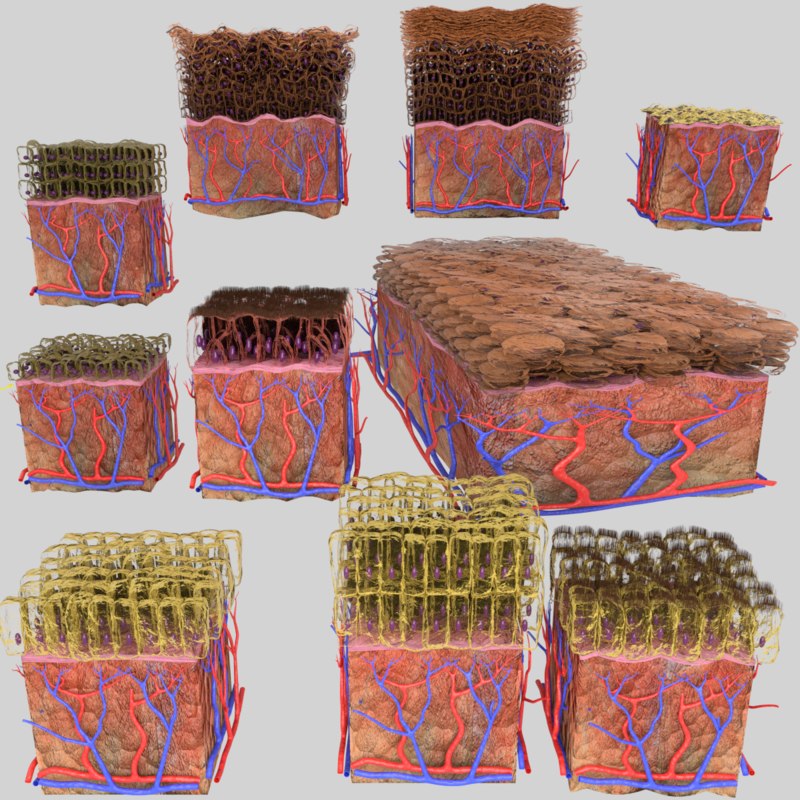 Types skin squamous 3D - TurboSquid 1327934