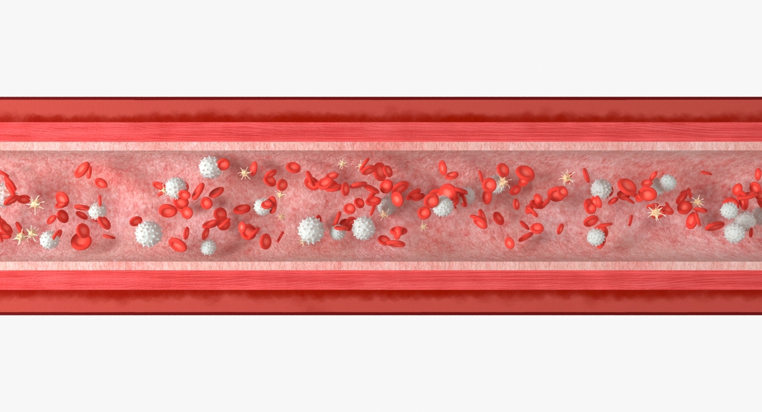 Bloodstream animation 3D - TurboSquid 1327962