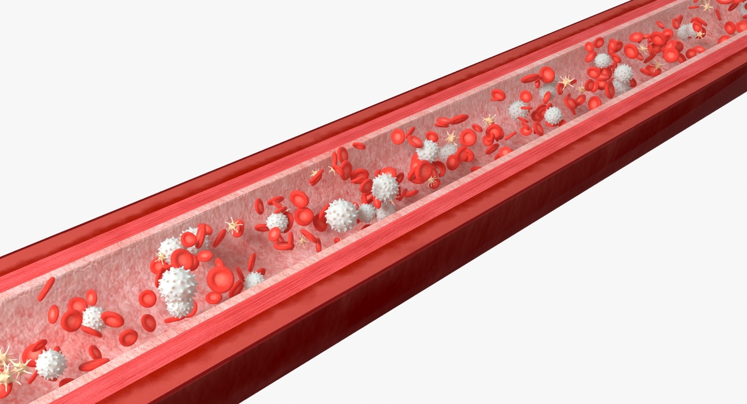 Bloodstream animation 3D - TurboSquid 1327962