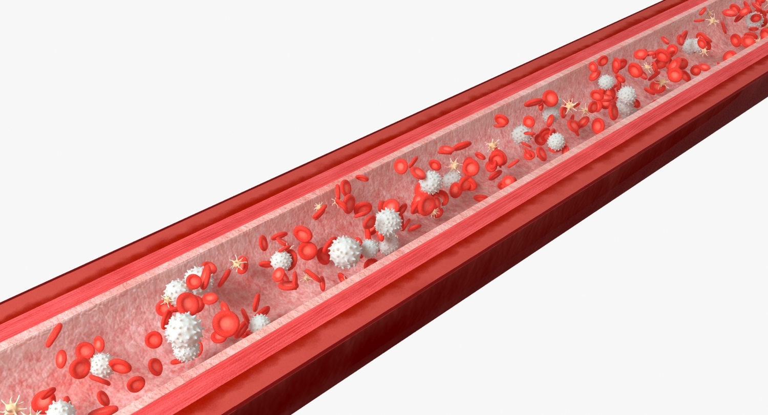 Bloodstream animation 3D - TurboSquid 1327962