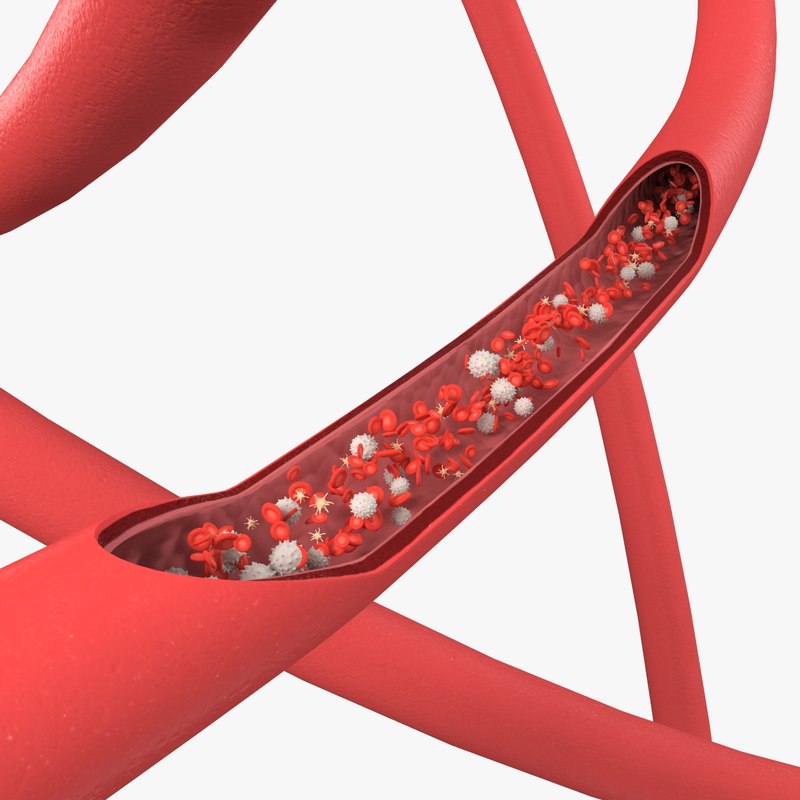 Bloodstream animation model - TurboSquid 1328009