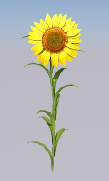 Sunflower 3D Models for Download | TurboSquid
