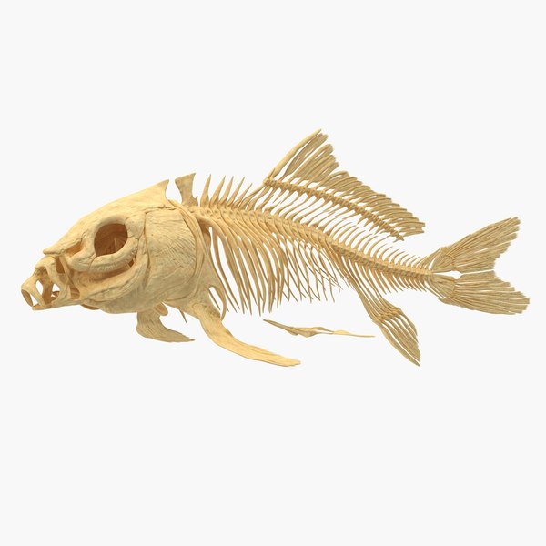 fish bone 3d model