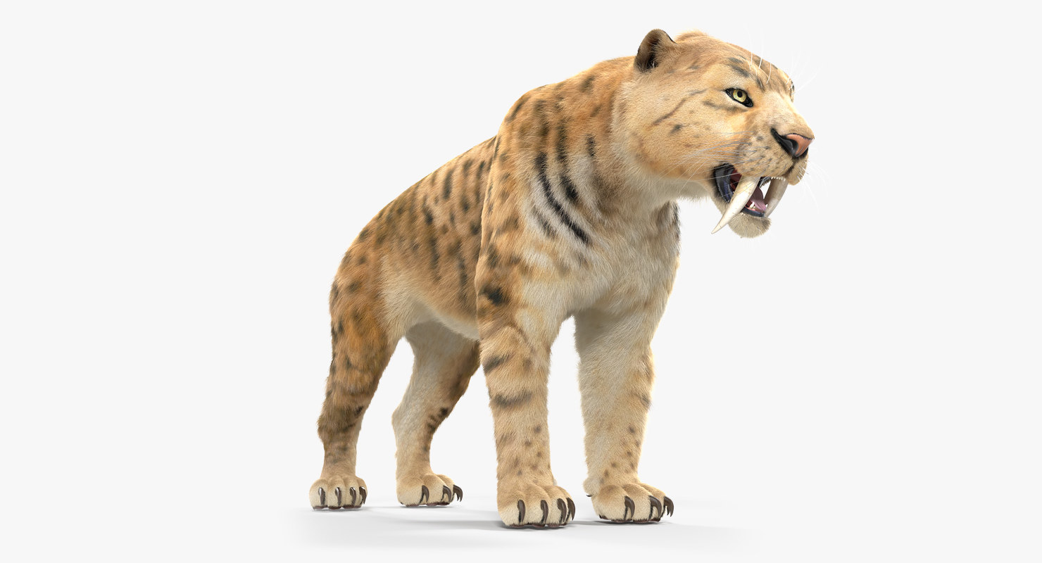 Saber tooth tiger fur 3D - TurboSquid 1328503