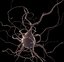3D 4 neurons - TurboSquid 1328505