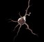 3D 4 neurons - TurboSquid 1328505