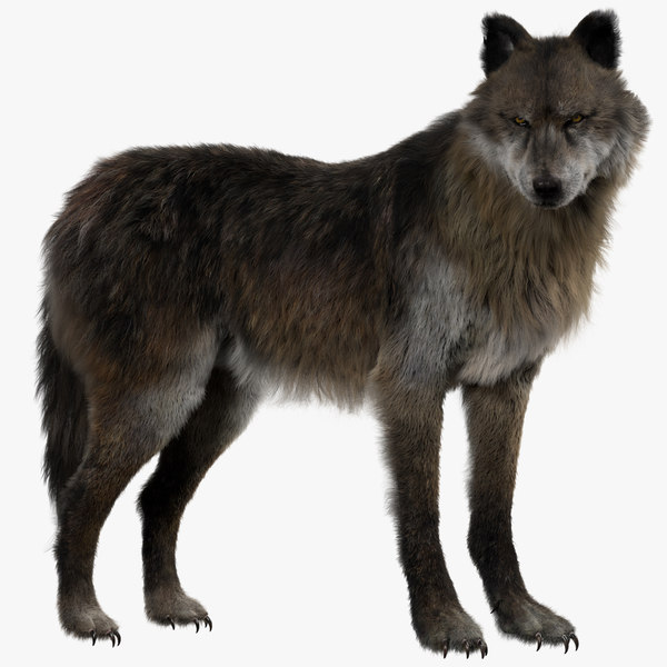 Lobos 3D Modelos para Descargar | TurboSquid