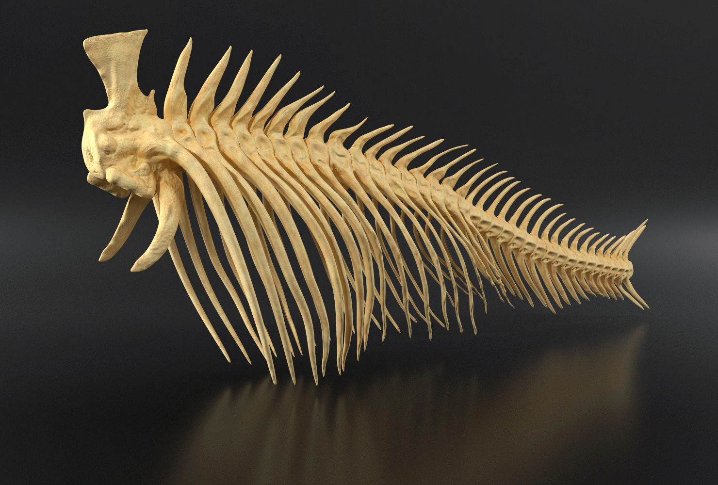 Modello 3D Ossa di vertebre di pesce - TurboSquid 1329296
