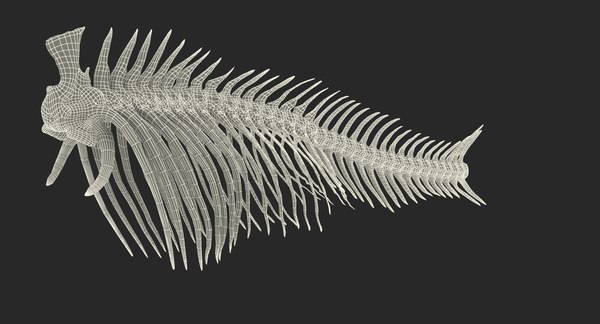 Modello 3D Ossa di vertebre di pesce - TurboSquid 1329296
