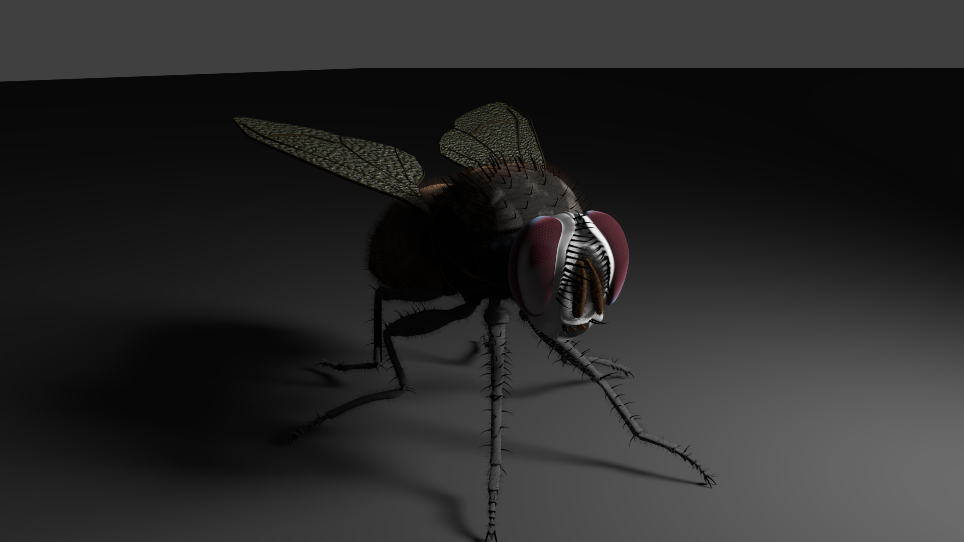 Fly 3D model - TurboSquid 1329340