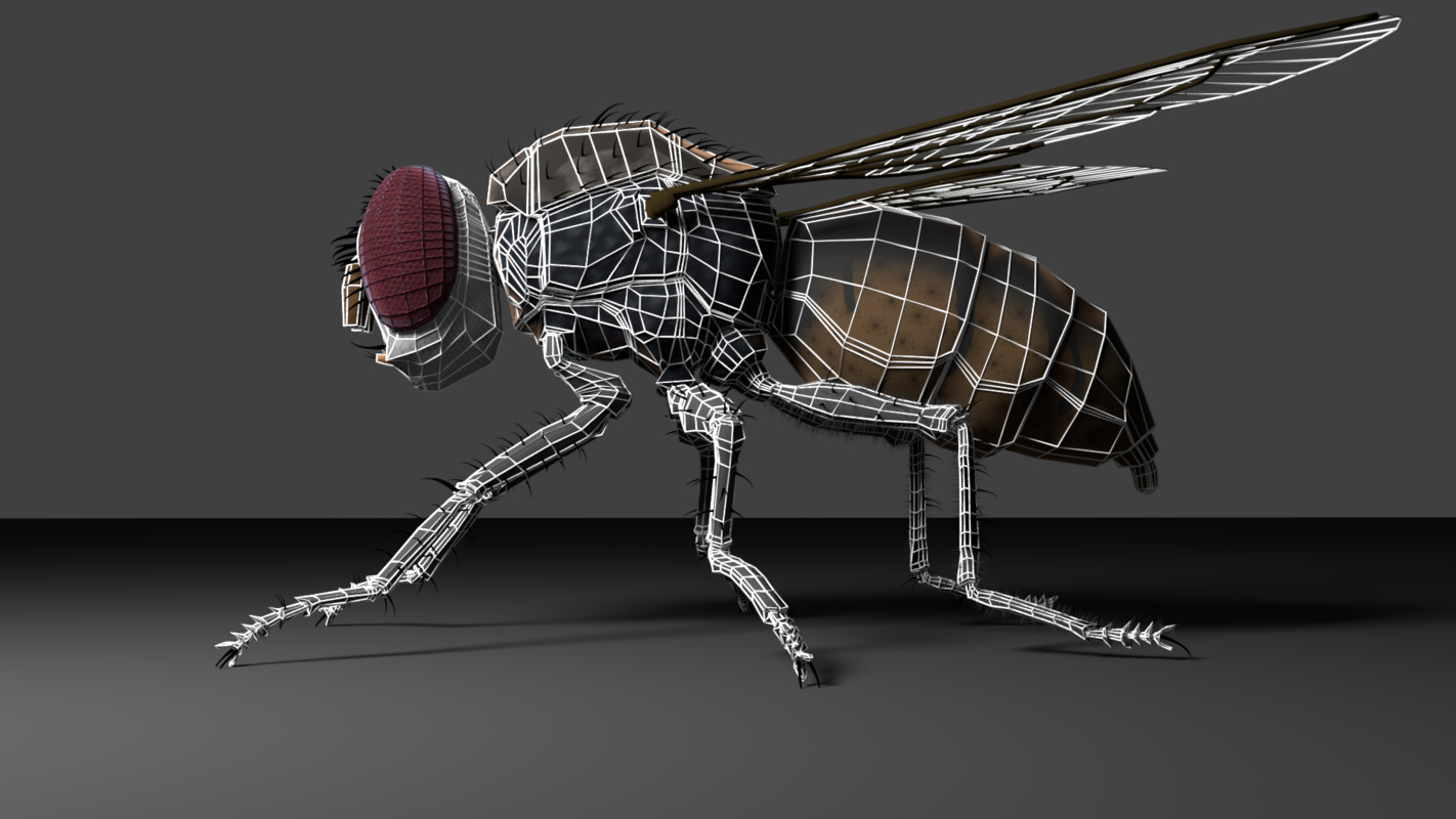 Fly 3D model - TurboSquid 1329340