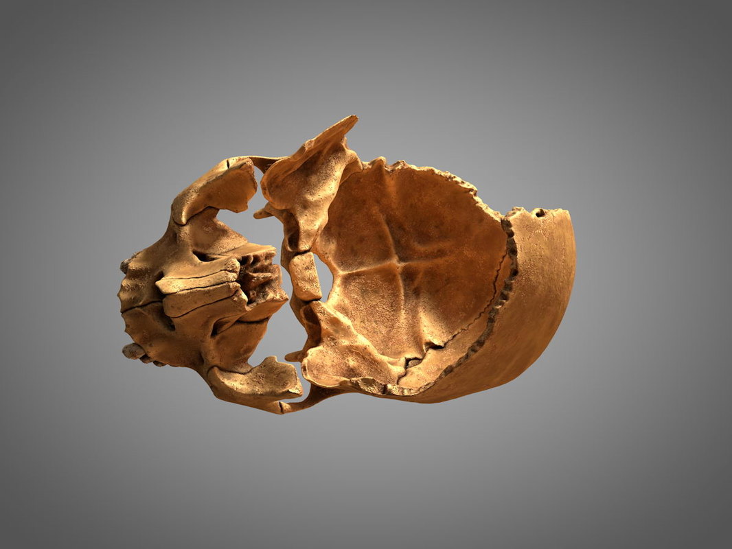 3D ancient shattered human skull - TurboSquid 1329350
