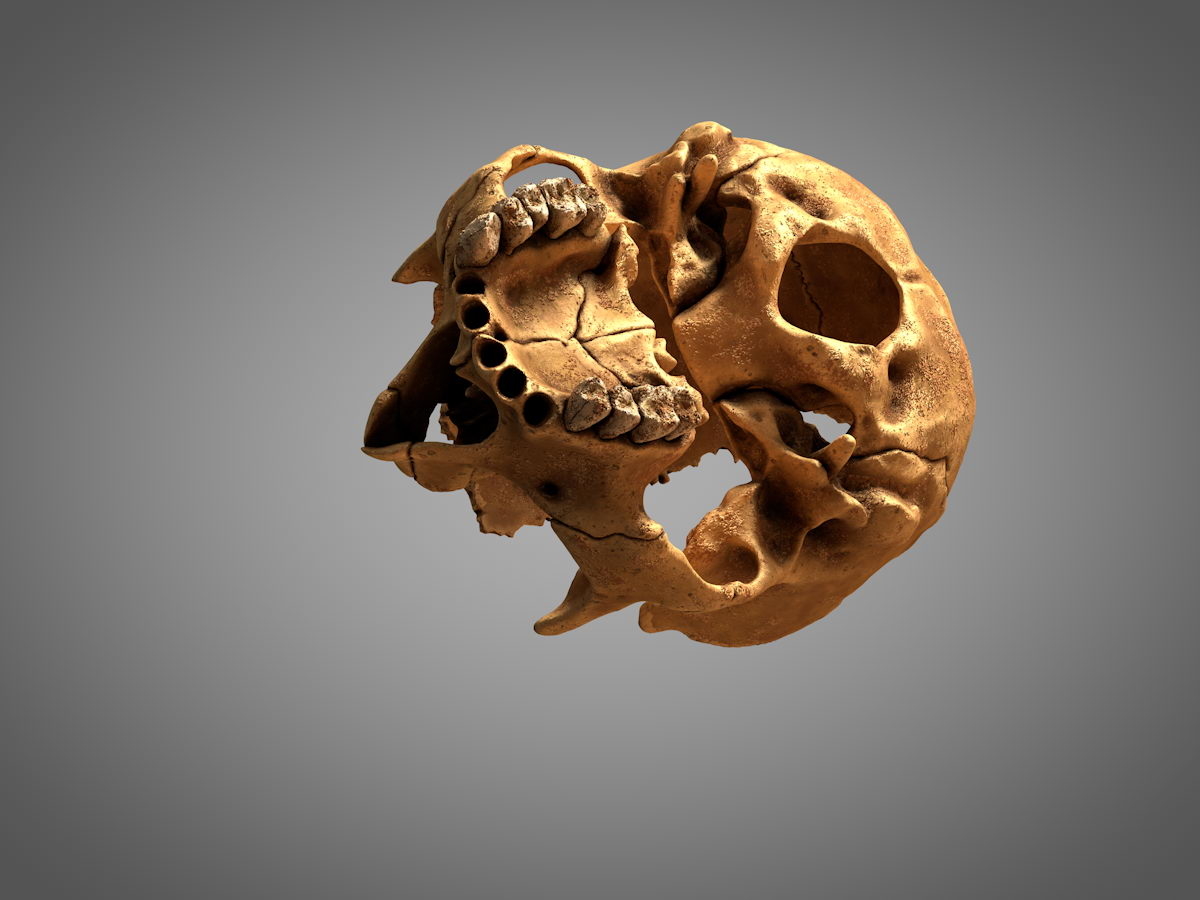 3D ancient shattered human skull - TurboSquid 1329350