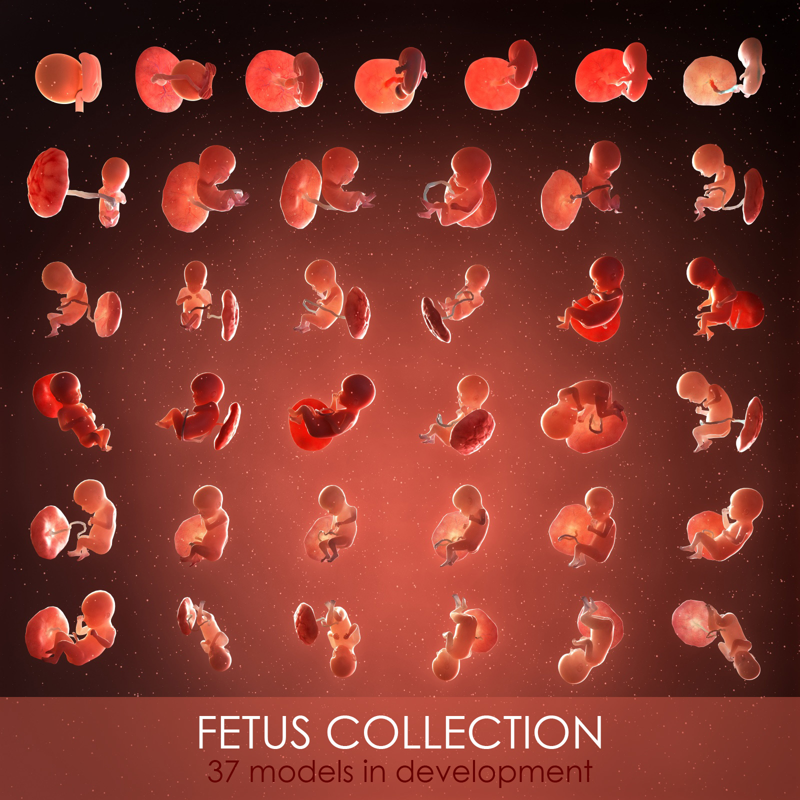 Free 3D fetus 37 development - TurboSquid 1329462
