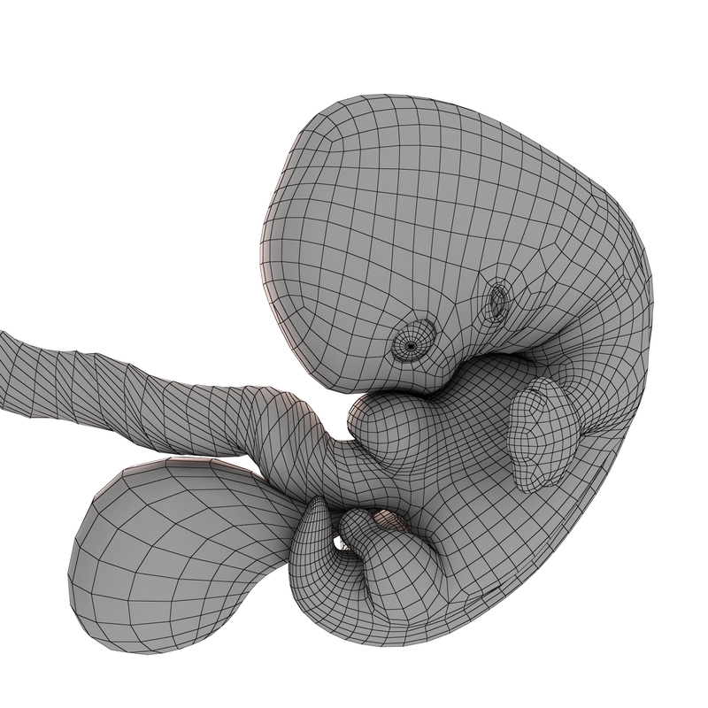 Free 3D fetus 37 development - TurboSquid 1329462