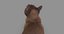 Cat abyssinian 3D model - TurboSquid 1329472