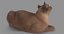 Cat abyssinian 3D model - TurboSquid 1329472