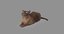 Cat abyssinian 3D model - TurboSquid 1329472