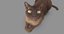 Cat abyssinian 3D model - TurboSquid 1329472