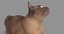 Cat abyssinian 3D model - TurboSquid 1329472