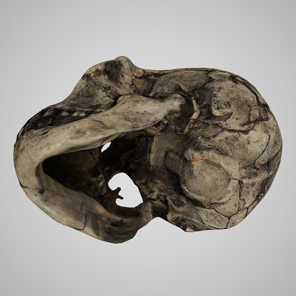 Skulls homo ergaster nariokotome 3D model - TurboSquid 1329772