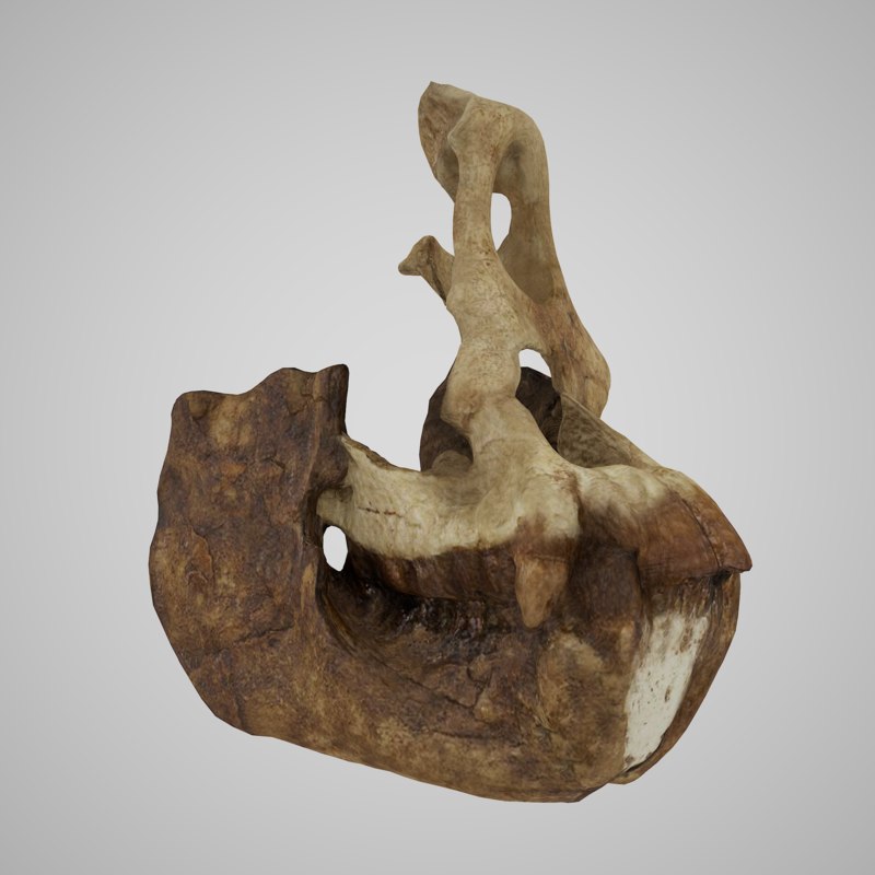 3D model human skulls sivapithecus - TurboSquid 1329775