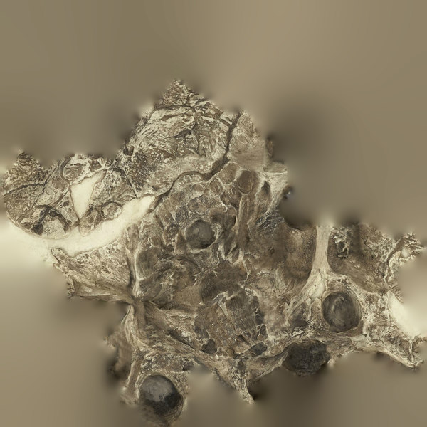 Human skulls australopithecus africanus 3D model - TurboSquid 1329776