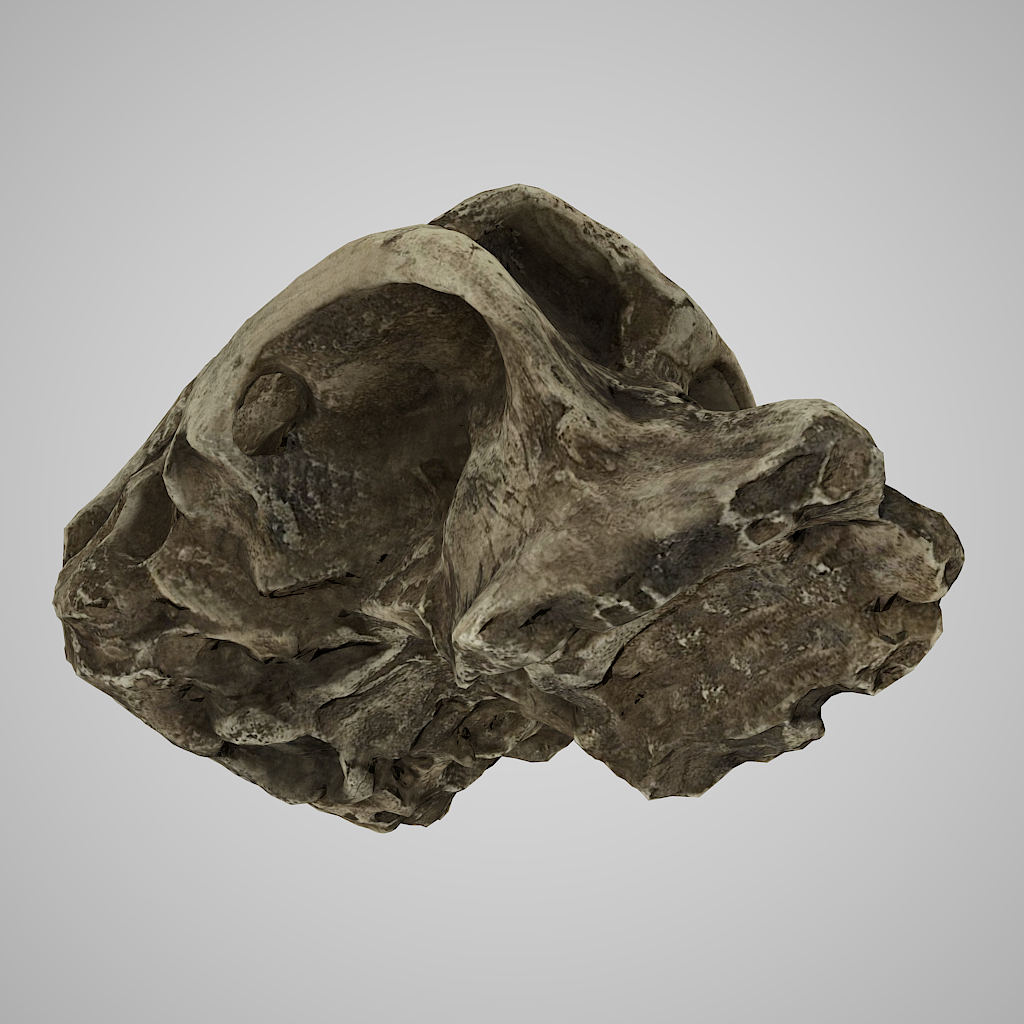 Human skulls australopithecus africanus 3D model - TurboSquid 1329776