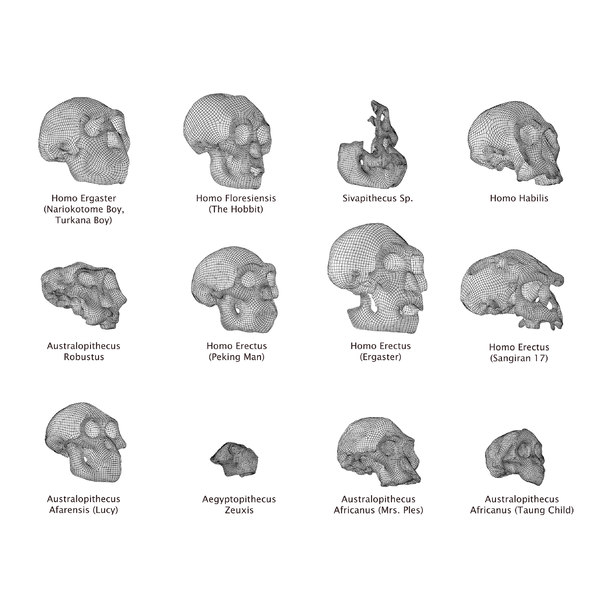 Human skulls australopithecus africanus 3D model - TurboSquid 1329776