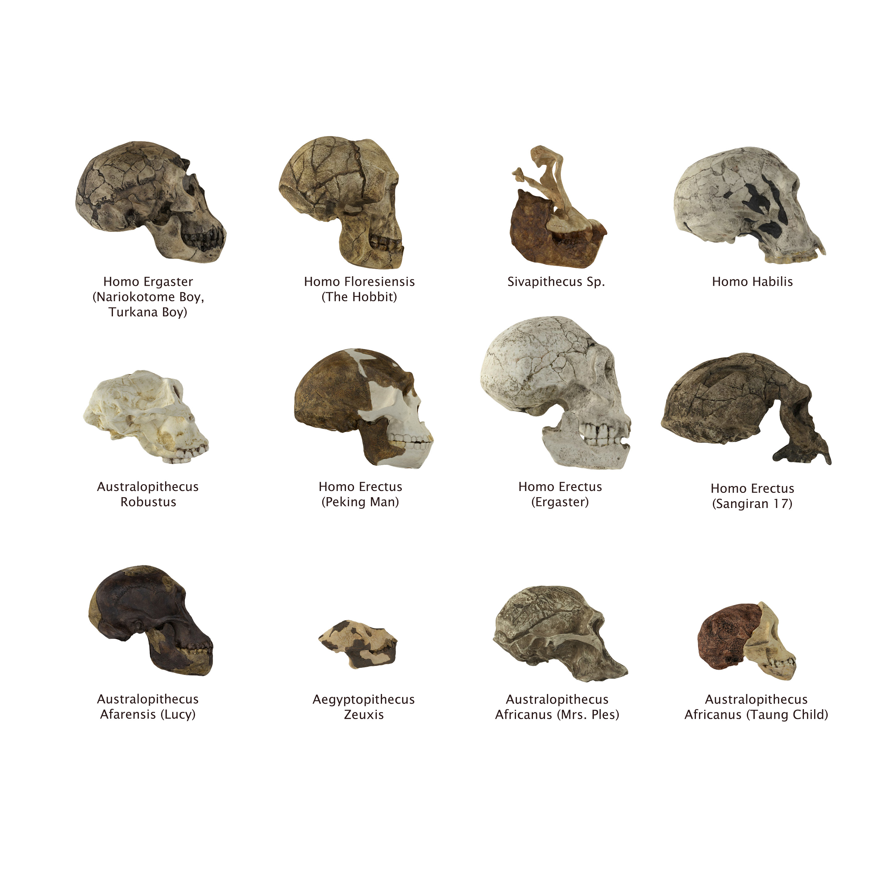 3D human skulls australopithecus africanus model - TurboSquid 1329780