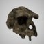 3D human skulls homo erectus - TurboSquid 1329782