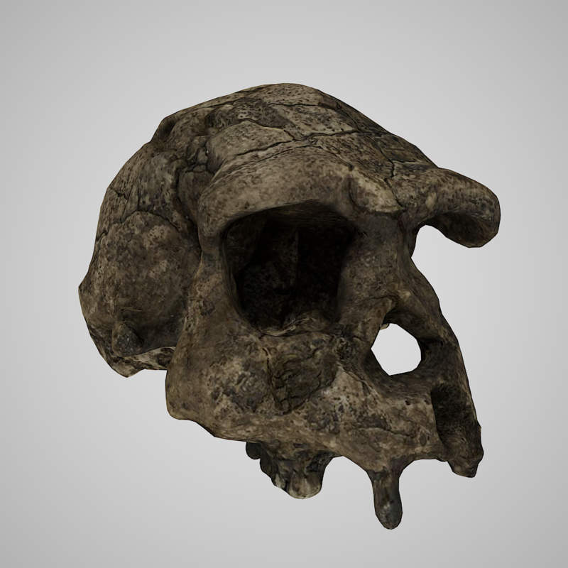 3D human skulls homo erectus - TurboSquid 1329782