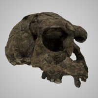 3D model human skulls sivapithecus - TurboSquid 1329775