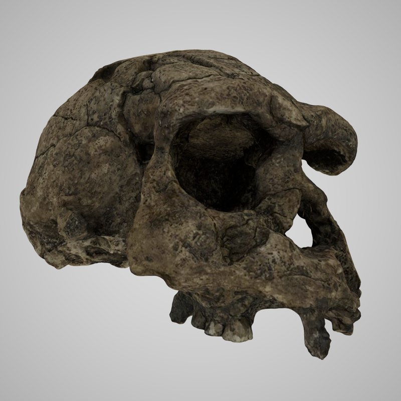 3D human skulls homo erectus - TurboSquid 1329782