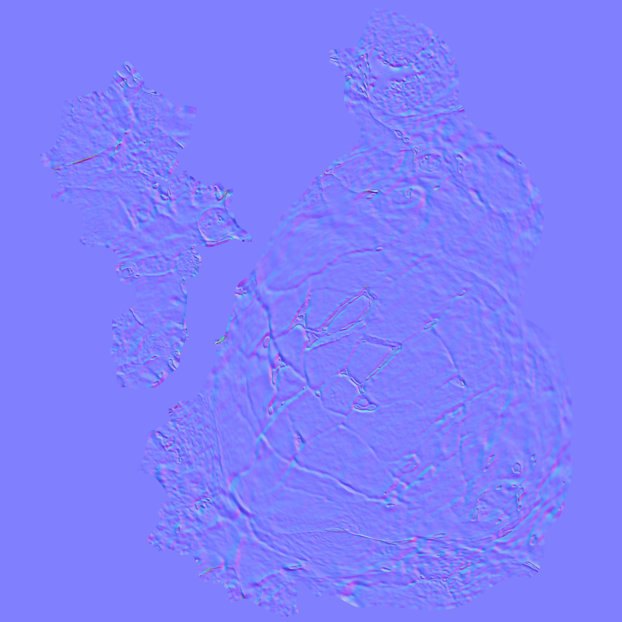 3D human skulls homo erectus - TurboSquid 1329782