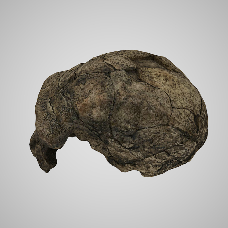 3D human skulls homo erectus - TurboSquid 1329782