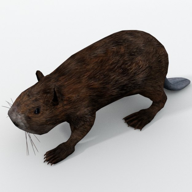 Beaver 3D - TurboSquid 1329930